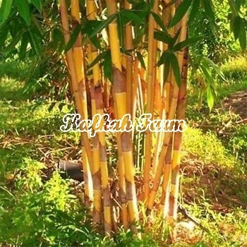 Jual Benih 2 Biji BAMBU MOSO Yellow | Shopee Indonesia