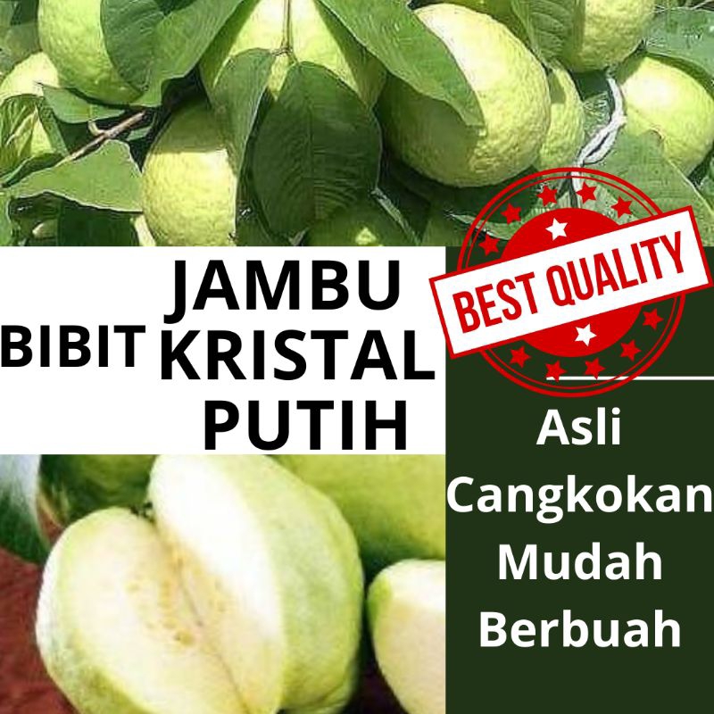 Jual BIBIT JAMBU KRISTAL PUTIH | Shopee Indonesia