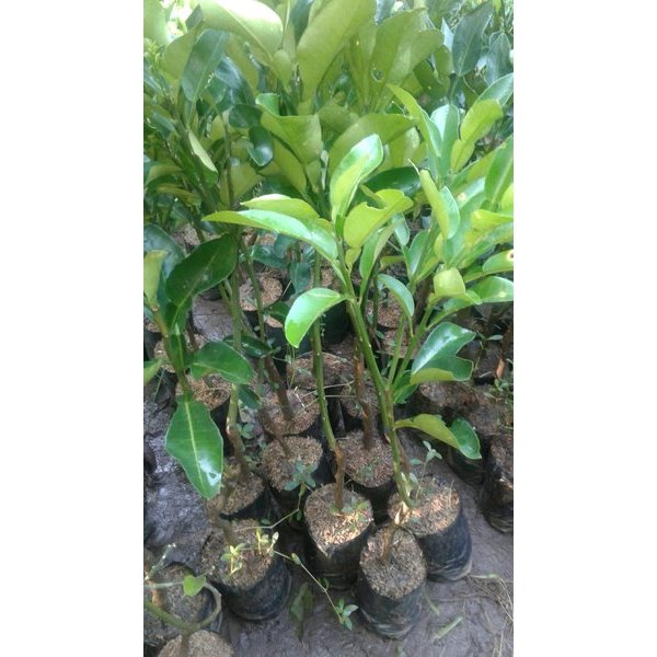 Jual Bibit Pohon Jeruk Bali - Tanaman Buah Jeruk Bali - Tanaman Jeruk ... Jual Bibit Pohon Jeruk Bali - Tanaman Buah Jeruk Bali - Tanaman Jeruk ...