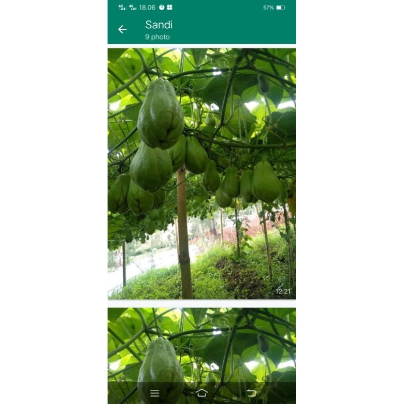 Jual bibit labu siam super bibit siap tanam bibit mudah tumbuh cocok di ...