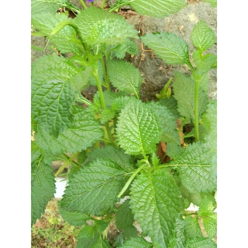 Jual DAUN PECUT KUDA SEGAR 500 GRAM / DAUN PECUT KUDA FRESH | Shopee ...