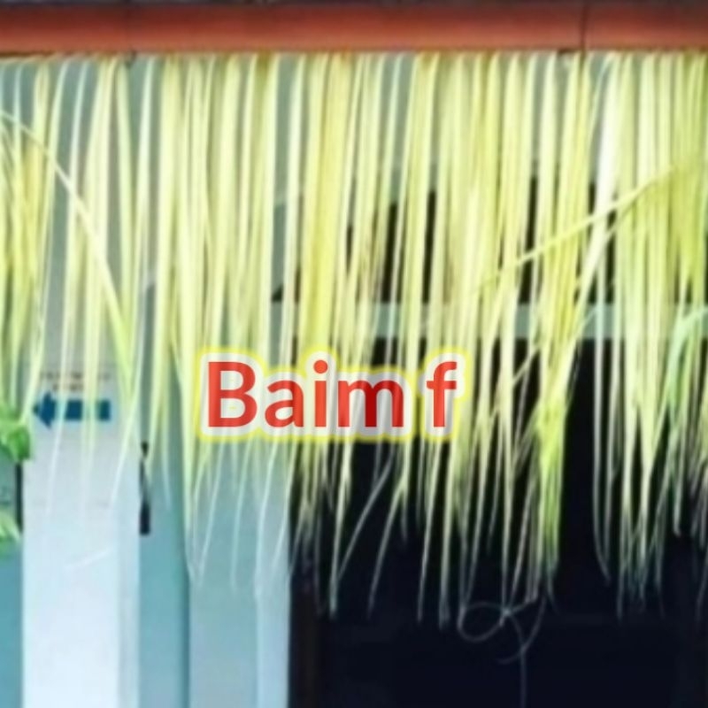 Jual RUMBAI DAUN KELAPA ASLI | Shopee Indonesia