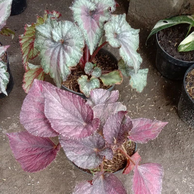 Jual sepaket bigonia (2 pot) | Shopee Indonesia