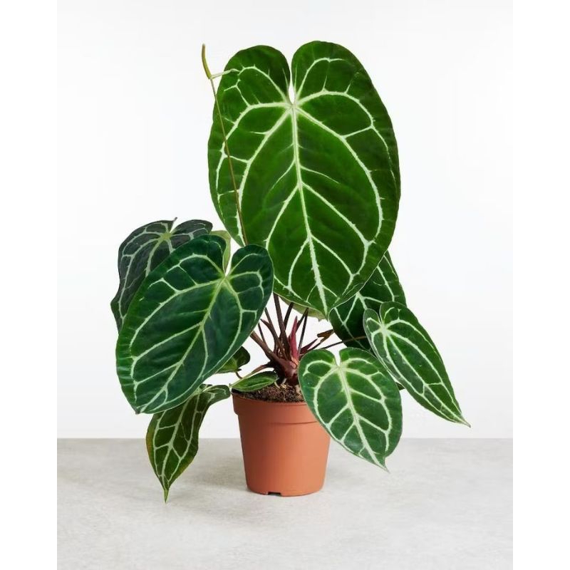 Jual Anthurium Crystallinum kuping gajah mini berbagai ukuran | Shopee ...