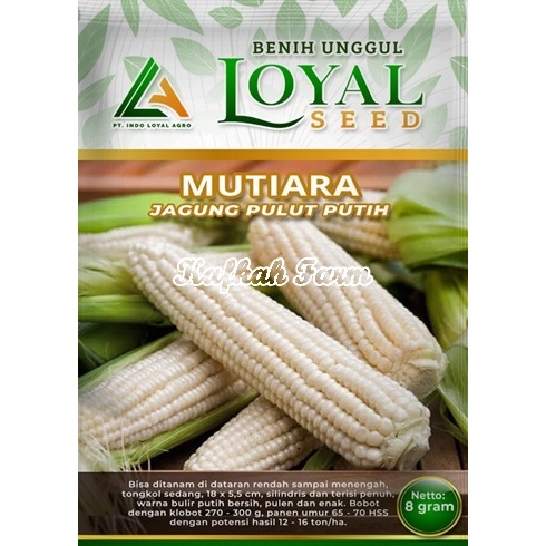 Jual Benih 10 Biji Jagung MUTIARA | Shopee Indonesia
