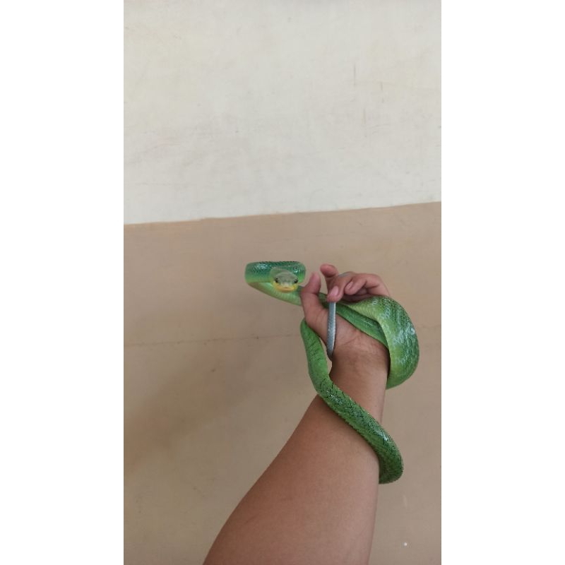 Jual toys Gonyosoma Oxycephalum/ular bajing aman untuk pemula | Shopee ...