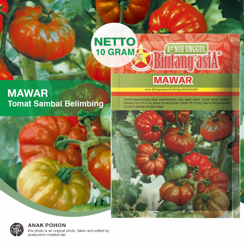 Jual (1 PACK) Benih Tomat MAWAR Tomat Keriting Ranti Berbelimbing Rasa ...