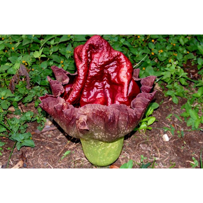 Jual ubi suwek/bunga bangkai (Amorphophallus titanum) | Shopee Indonesia