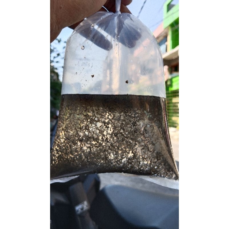 Jual encu/jentik nyamuk | Shopee Indonesia