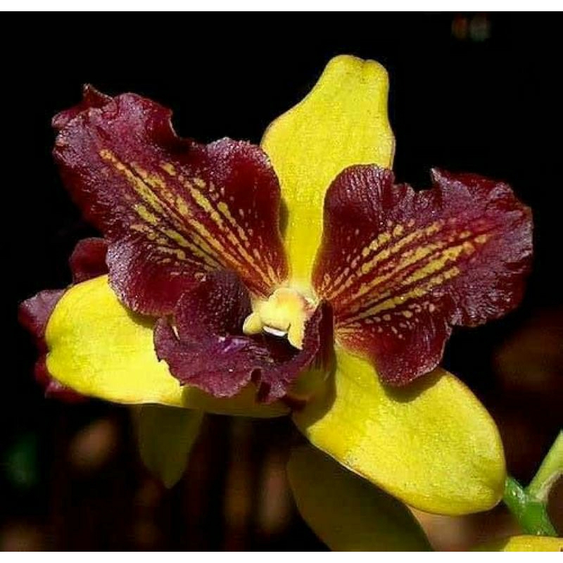Jual Seedling Dendrobium Bulat | Shopee Indonesia