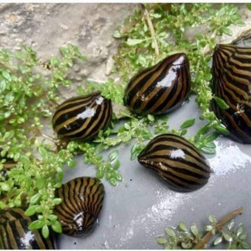 Jual keong turbo size L.. order 10 free 1 pcs. scroll foto untuk ...