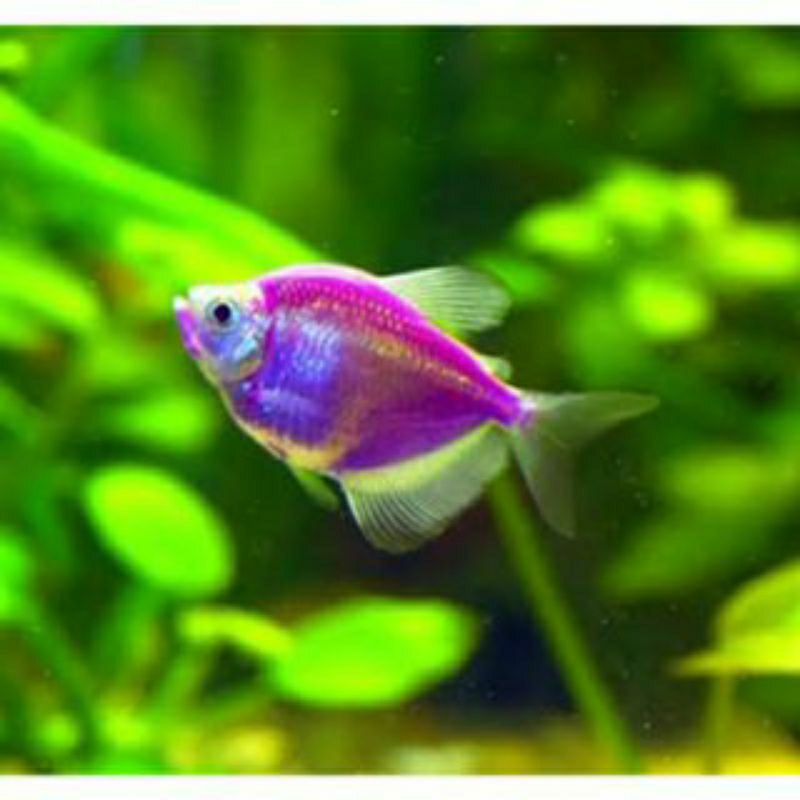 Jual ikan hias fish tetra neon / ikan fish neon tetra / ikan warna ...