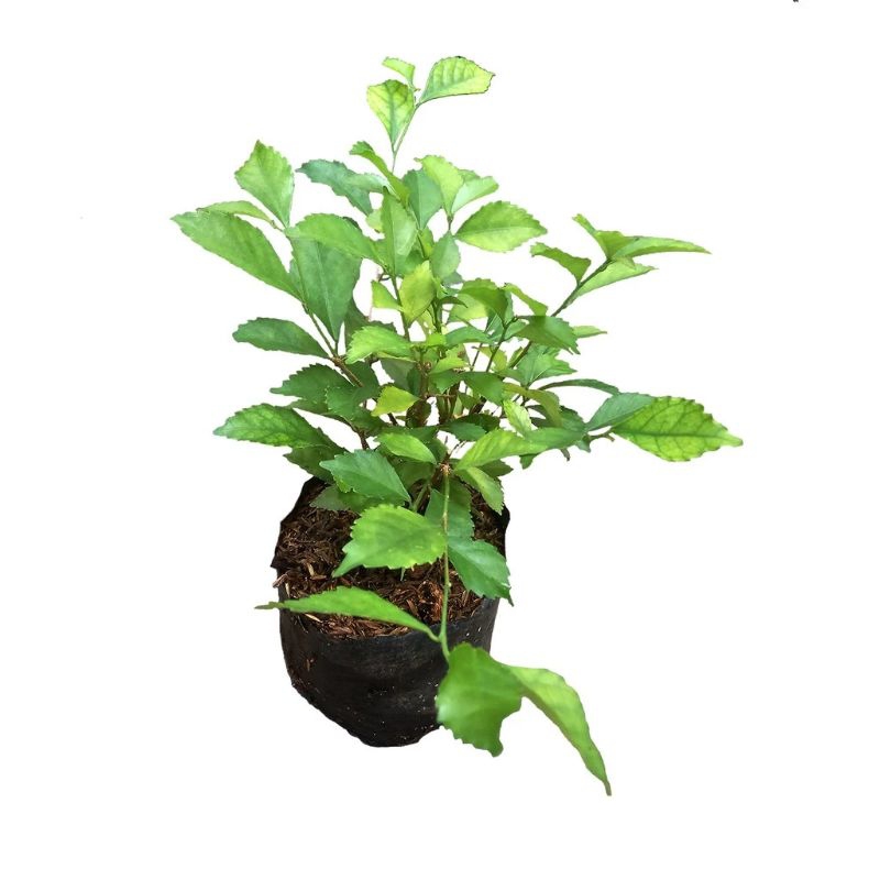 Jual Tanaman hias teh tehan// tanaman Acalypha siamensis //tanaman hias ...