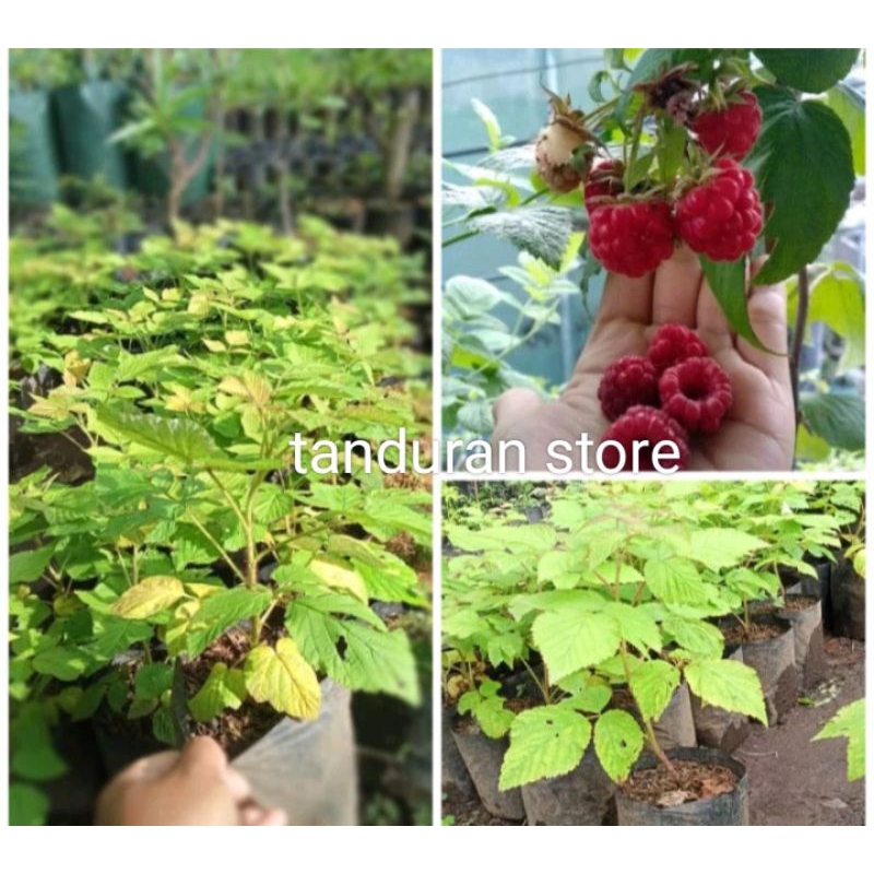 Jual Bibit tanaman buah Raspberry | Shopee Indonesia