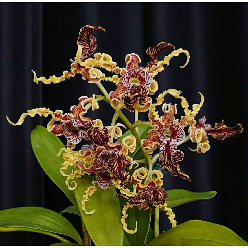 Jual Dendrobium Spectabile | Shopee Indonesia