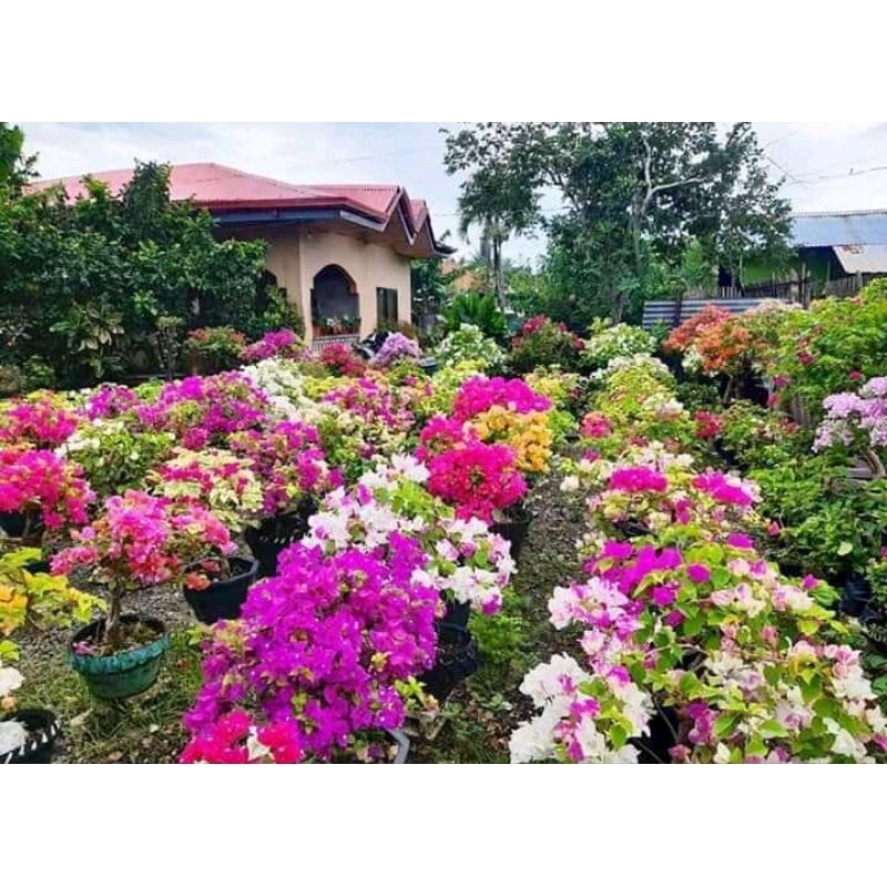 Jual Bougenville 3-5 warna tanaman hias stekan sudah berbunga | Shopee ...