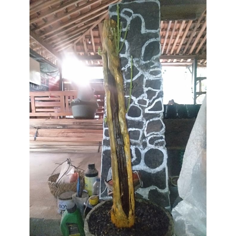 Jual Bahan Bonsai Sisir/Kaliage Gaya Cokan Krewek Tinggi 81cm (REAL PIC ...