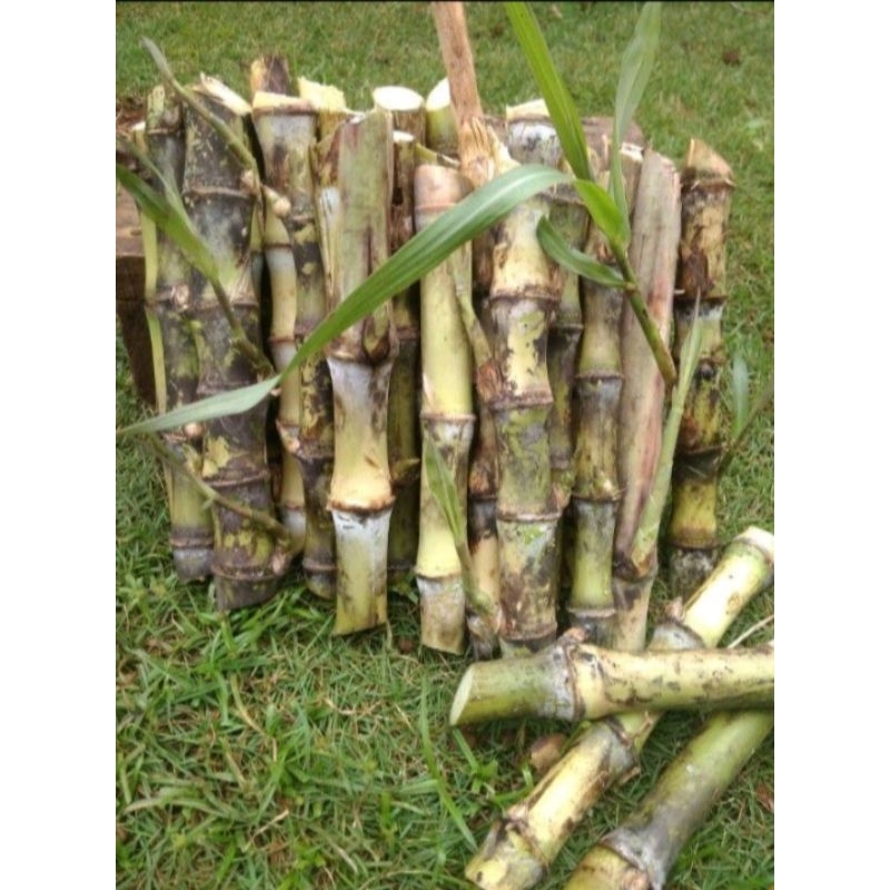 Jual bibit setek batang terubuk telur tebu endog ukuran 30 cm per 10 ...