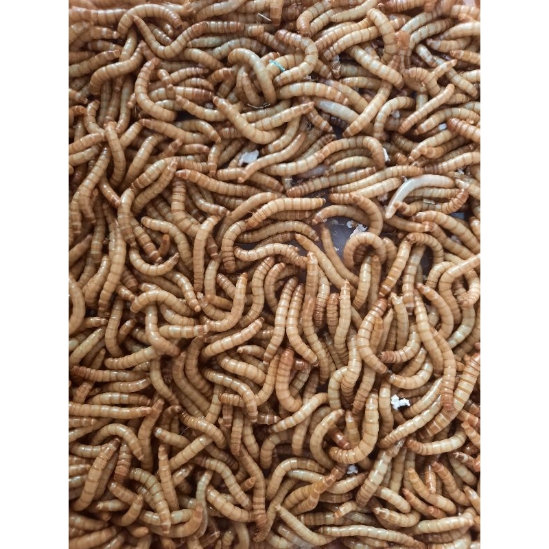 Jual Ulat Hongkong Hidup 250g, 200g, 100g, 50g | Shopee Indonesia