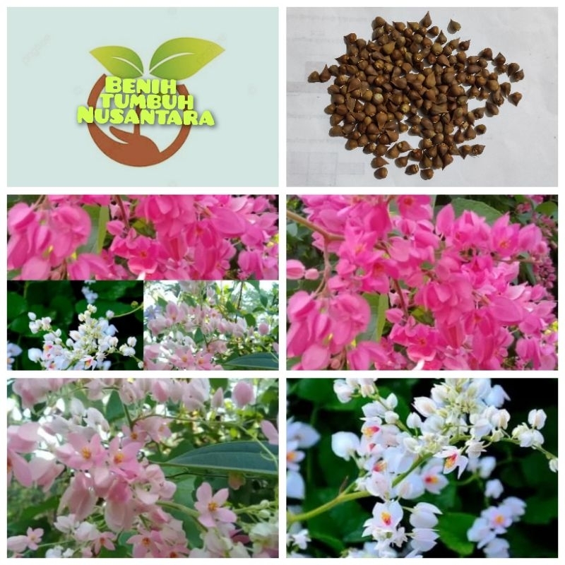 Jual 25 butir biji benih bunga air mata pengantin mix 3 warna(pink,pink ...