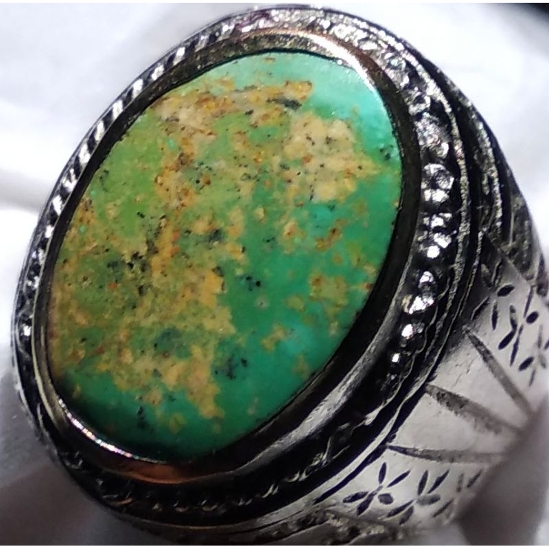 Jual Pirus Persia (Terompah Nabi) | Shopee Indonesia