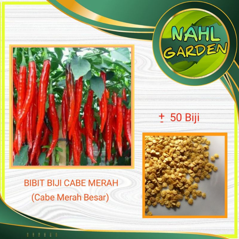 Jual Biji Bibit Cabe Merah Cabe Merah Besar Shopee Indonesia