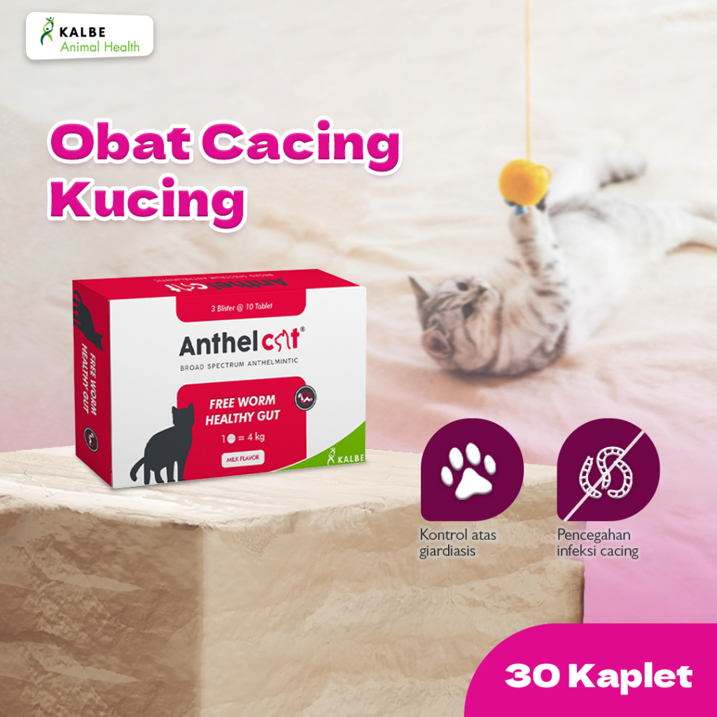 Jual Anthel Cat 1 Box @30 Tablet - Obat Cacing Kucing by Kalbe ...