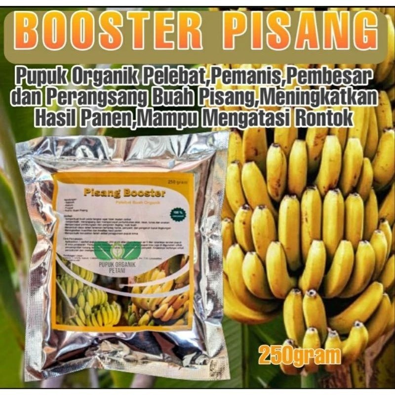 Jual Pupuk Pelebat Buah Pisang 250 gram - Pisang Booster 250 gram - Pupuk Organik Pohon Pisang ...