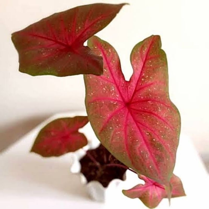 Jual Tanaman hias caladium keladi mirzani siap tanam | Shopee Indonesia