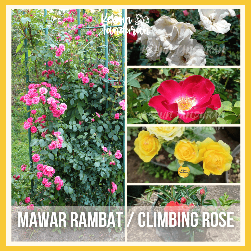 Jual Bibit Mawar Rambat Bunga mawar hidup Tanaman Hias Merambat/ Bunga ...