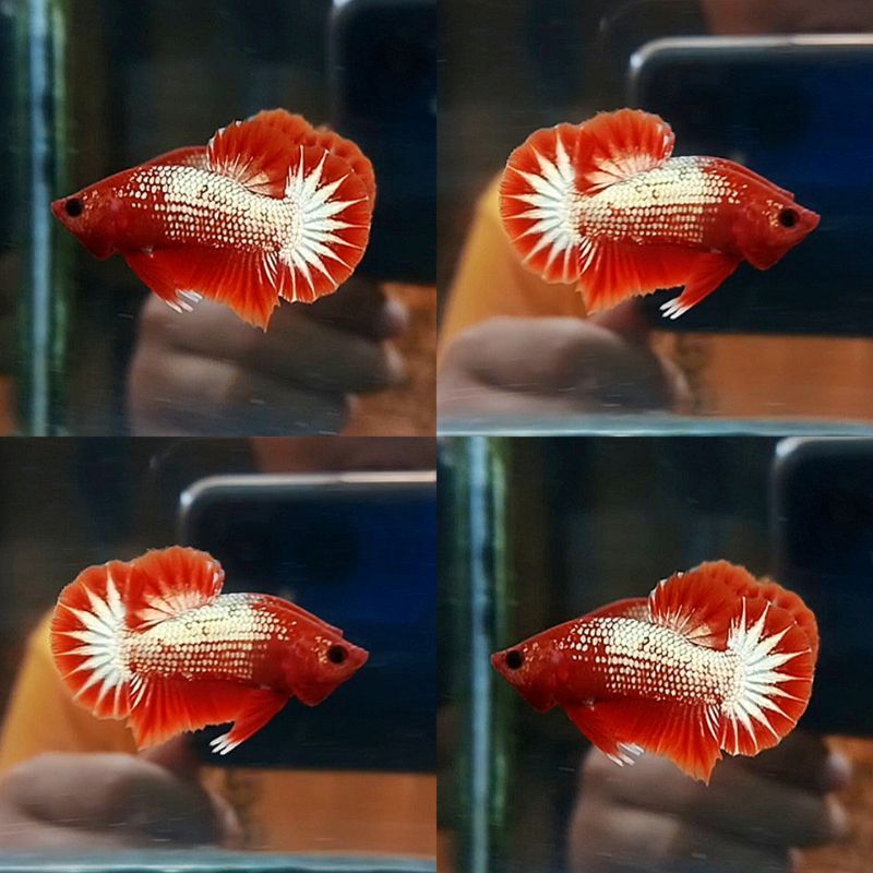 Jual Fccp startail ( M ) | Shopee Indonesia