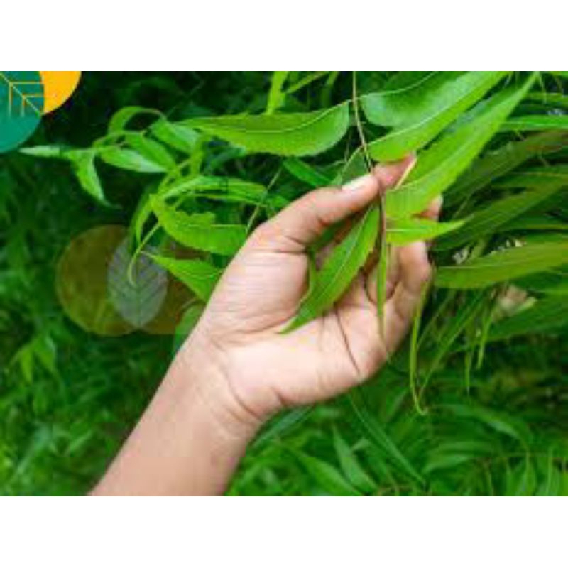Jual 100 lembar Daun Neem murni segar | Shopee Indonesia