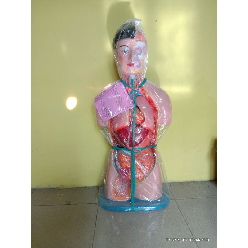 Jual torso setengah badan ukuran tinggi 90cm tersedia laki dan ...