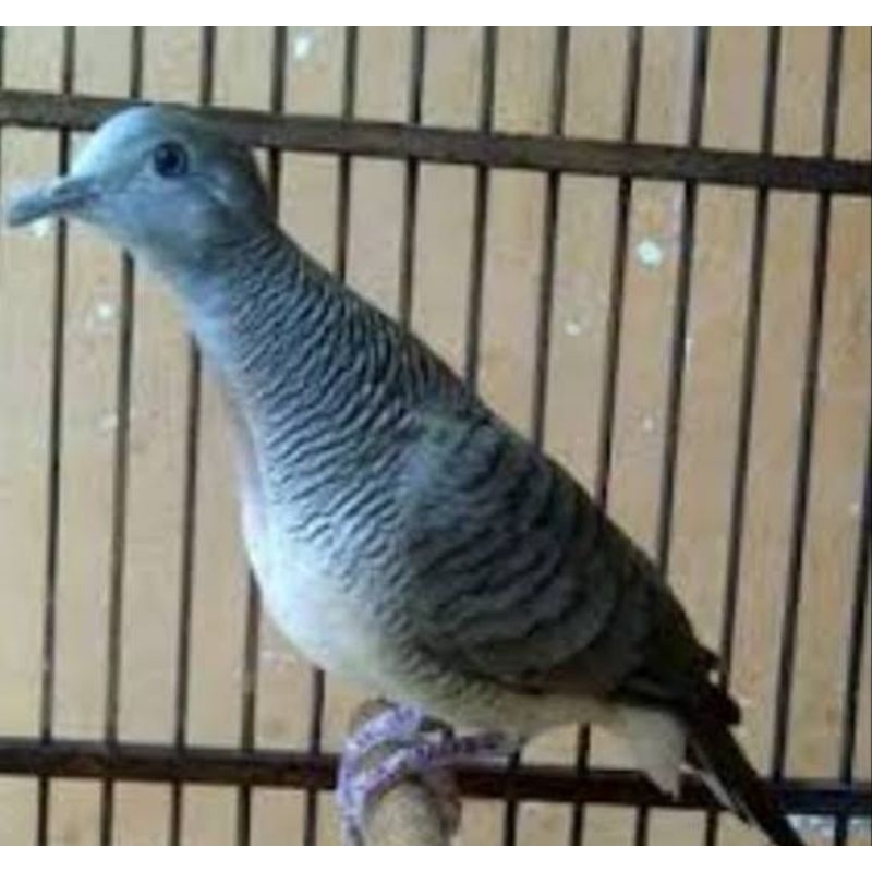 Jual BURUNG PERKUTUT BANGKOK JAWA JANTAN MULUS | Shopee Indonesia
