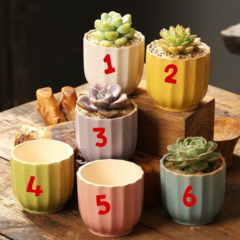 Jual Pot Sukulen Keramik Cantik 6 Warna | Shopee Indonesia