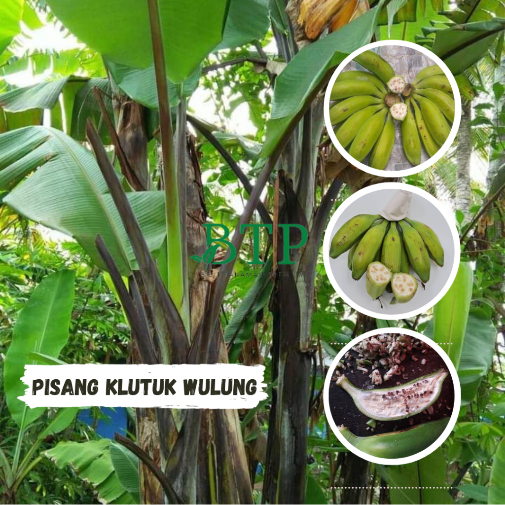 Jual BIBIT PISANG HITAM/KLUTUK WULUNG BANYAK MANFAAT DAN BERKHASIAT ...