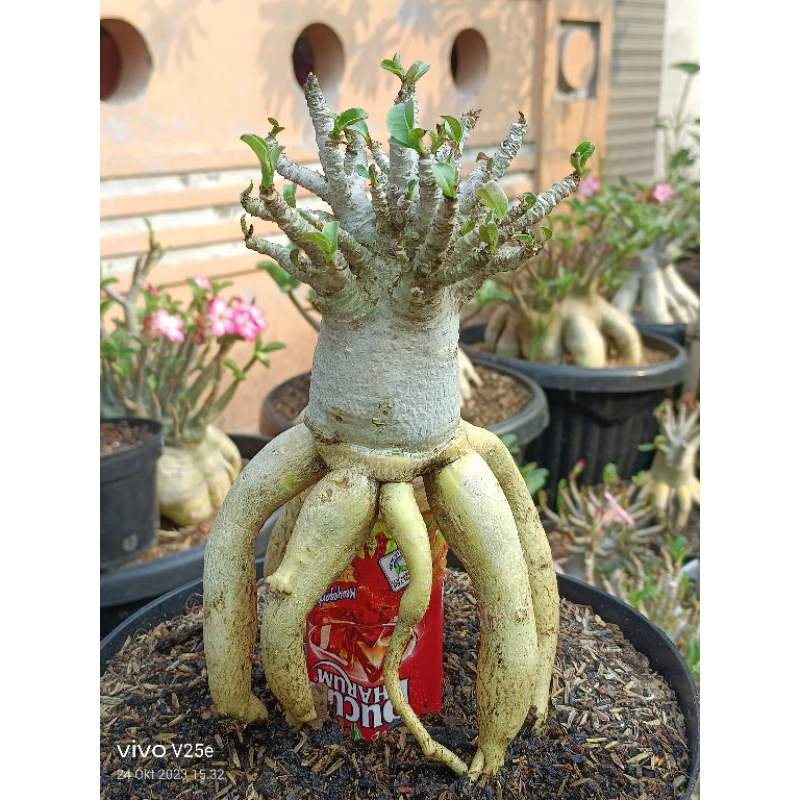 Jual Adenium karakter grafting akar emas | Shopee Indonesia