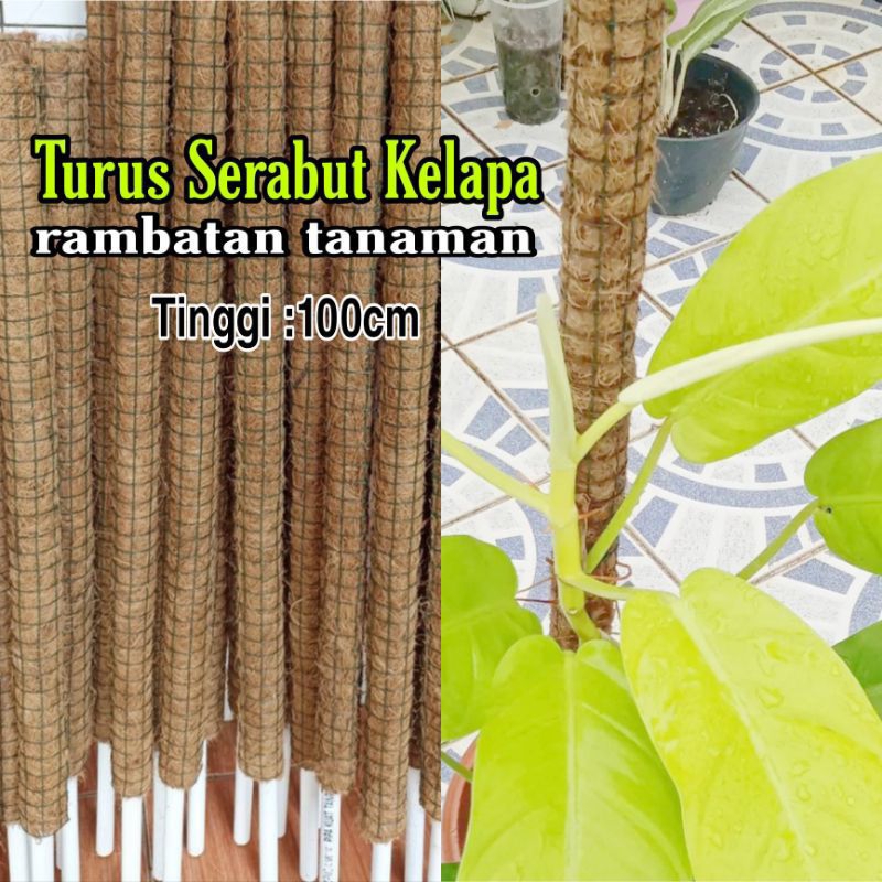 Jual Turus Serabut Kelapa/Tiang Penyangga Tanaman/Turus Serabut Ajir ...
