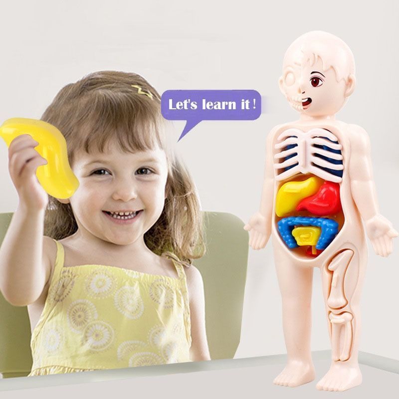 Jual Mainan Edukasi Organ Tubuh Manusia Human Body Model STEM IPA SCIENCE SAINS BELAJAR ORGAN ...