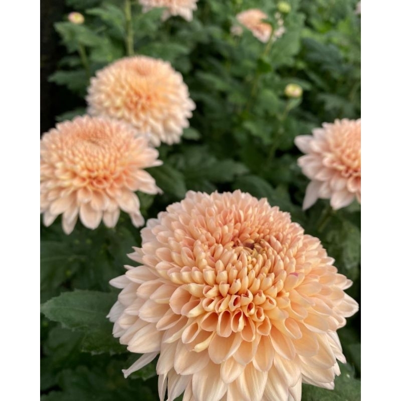 Jual BUNGA POTONG GOMPIE ASLI BUNGSA GOMPIE FRESH PUTIH DAN PINK ...