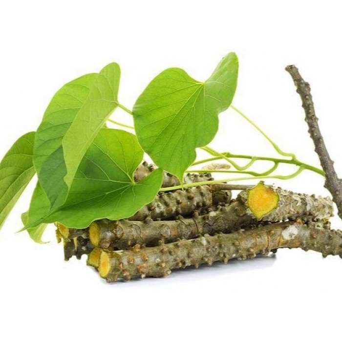 Jual Bibit Tanaman Brotowali Batrawali 20 Cm Untuk Sapih Asi | Shopee ...