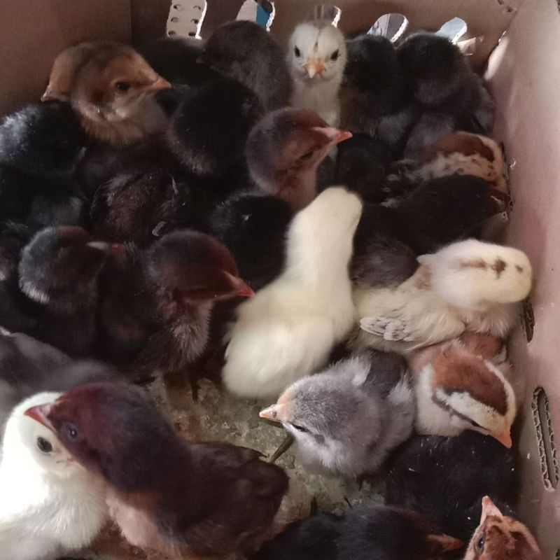 Jual DOC ayam kampung asli(AK) | Shopee Indonesia