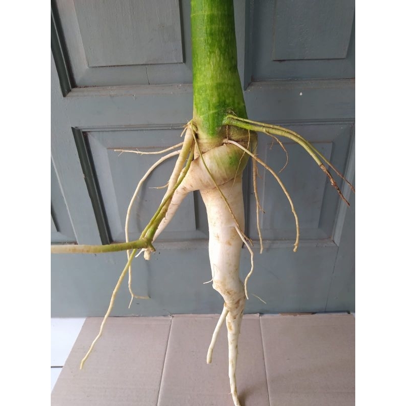 Jual akar pepaya jantan segar paket 500/1kg | Shopee Indonesia