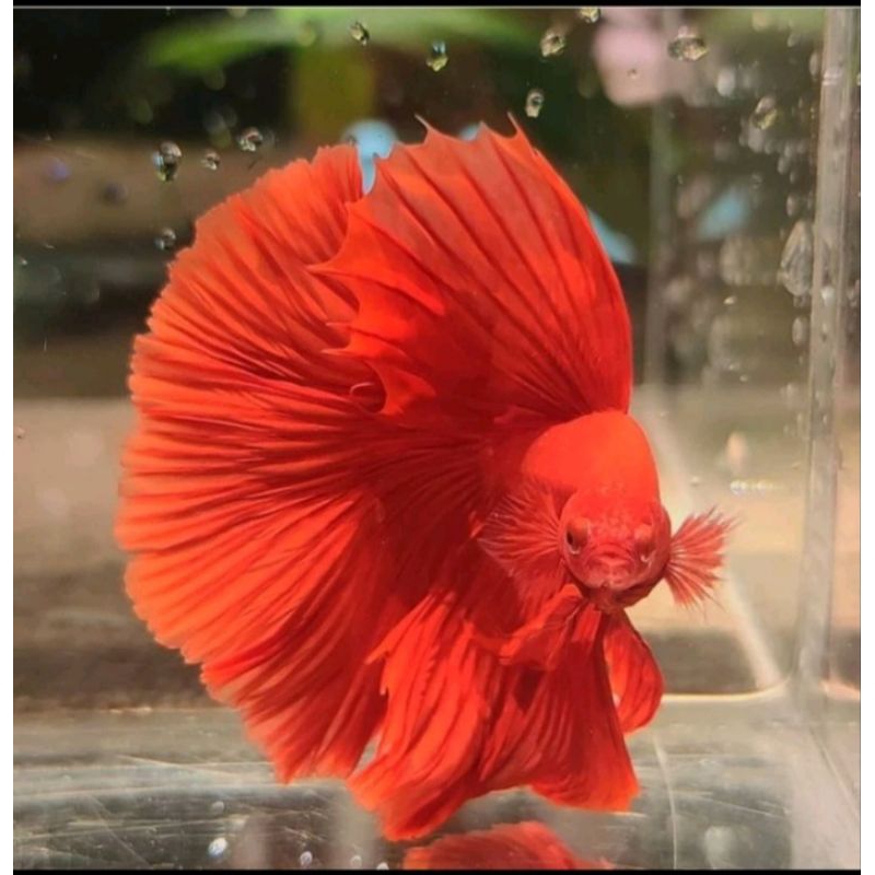 Jual cupang hm super red jantan | Shopee Indonesia