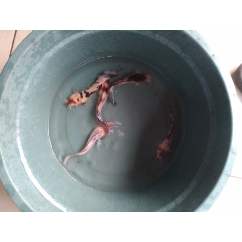 Jual Lele sapi size 10-15cm isi 20 ekor / lele albino belang paketan ...