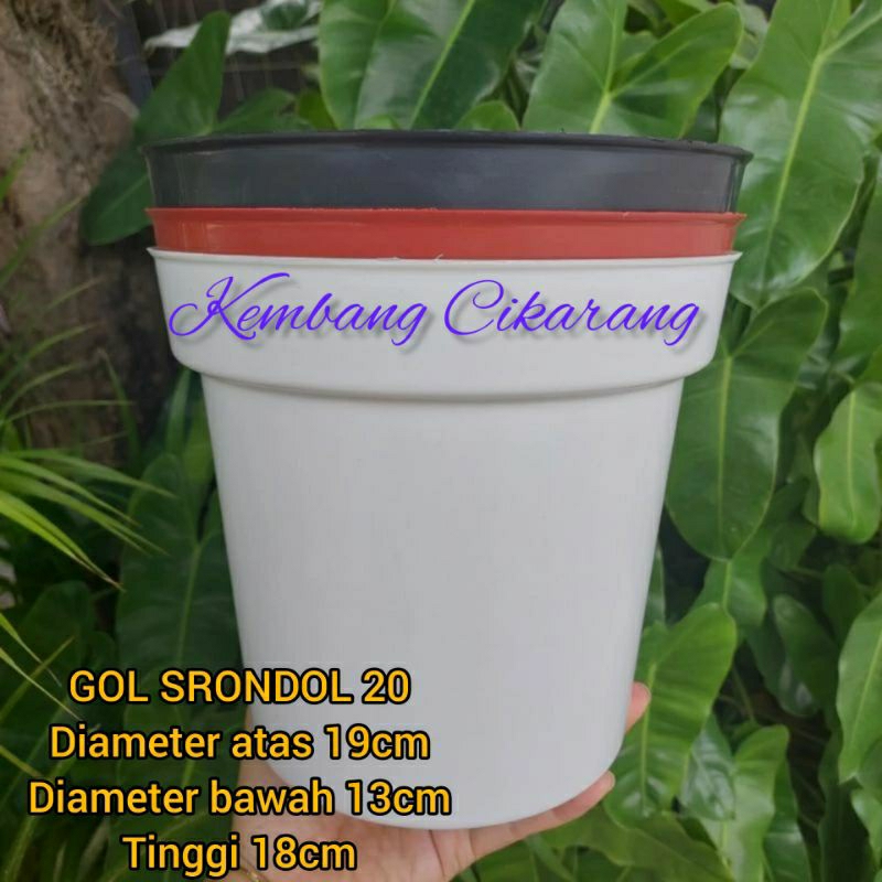 Jual (1pc) GOL SRONDOL 20 (19cm): pot bunga basic polos tinggi pot ...
