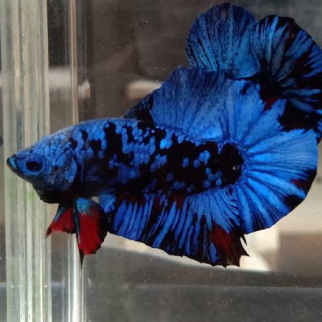 Jual AVATAR GORDON BLUE GENETIC | Shopee Indonesia