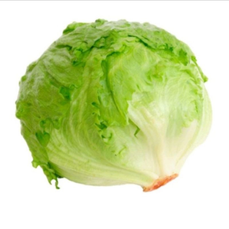 Jual Sayur Selada Bokor/ Lettuce Sayuran Segar IBAZA fruitsBOX | Shopee ...
