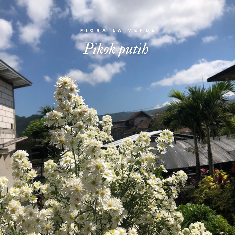 Jual Bunga pikok putih - Bunga potong / Cutflowers / Bunga segar ...