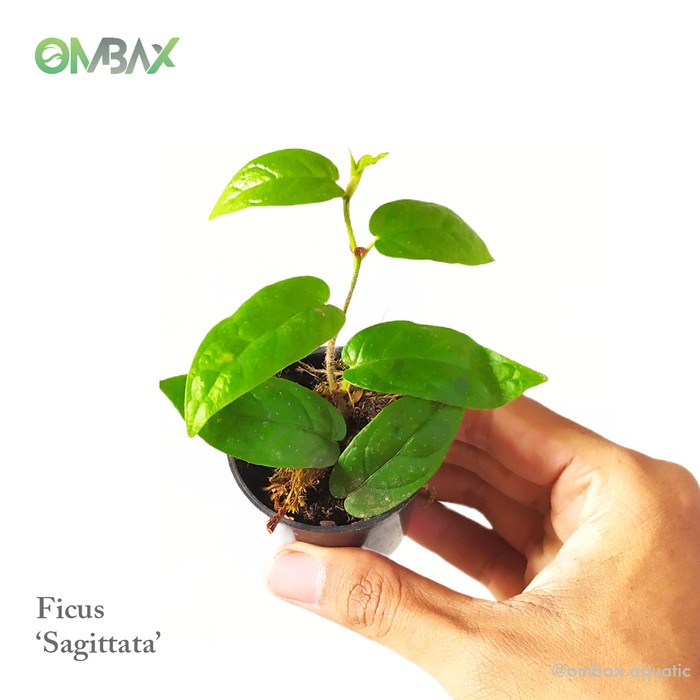Jual Ficus 'Sagittata' - Tanaman Terrarium / Vivarium / rambat | Shopee ...